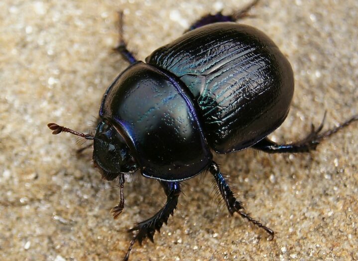 Египетский скарабей и опасен ли он для человека